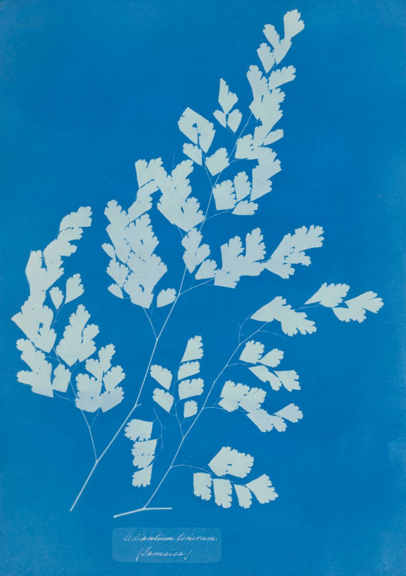 Anna Atkins (English, 1799-1871) | Significant Snappers