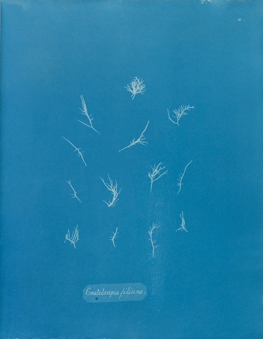 Anna Atkins (English, 1799-1871) | Significant Snappers