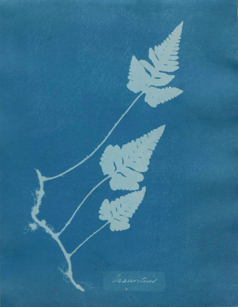 Anna Atkins (English, 1799-1871) | Significant Snappers